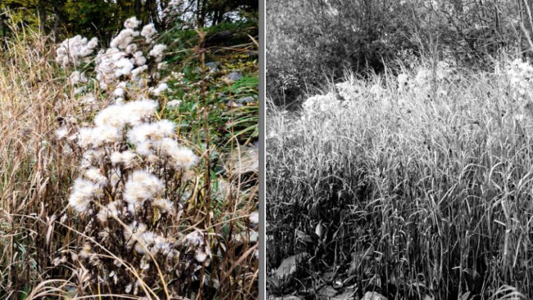 Black and White vs Color Printing | Biz Printing USA - Advanced ...